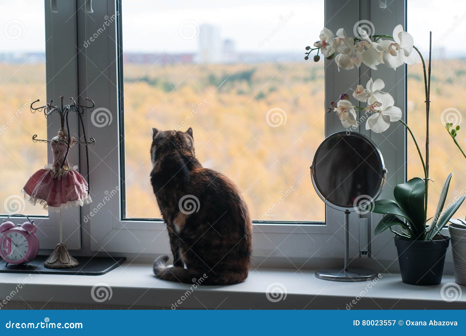 Cat sitting by the window stock image. Image of purebred - 80023557