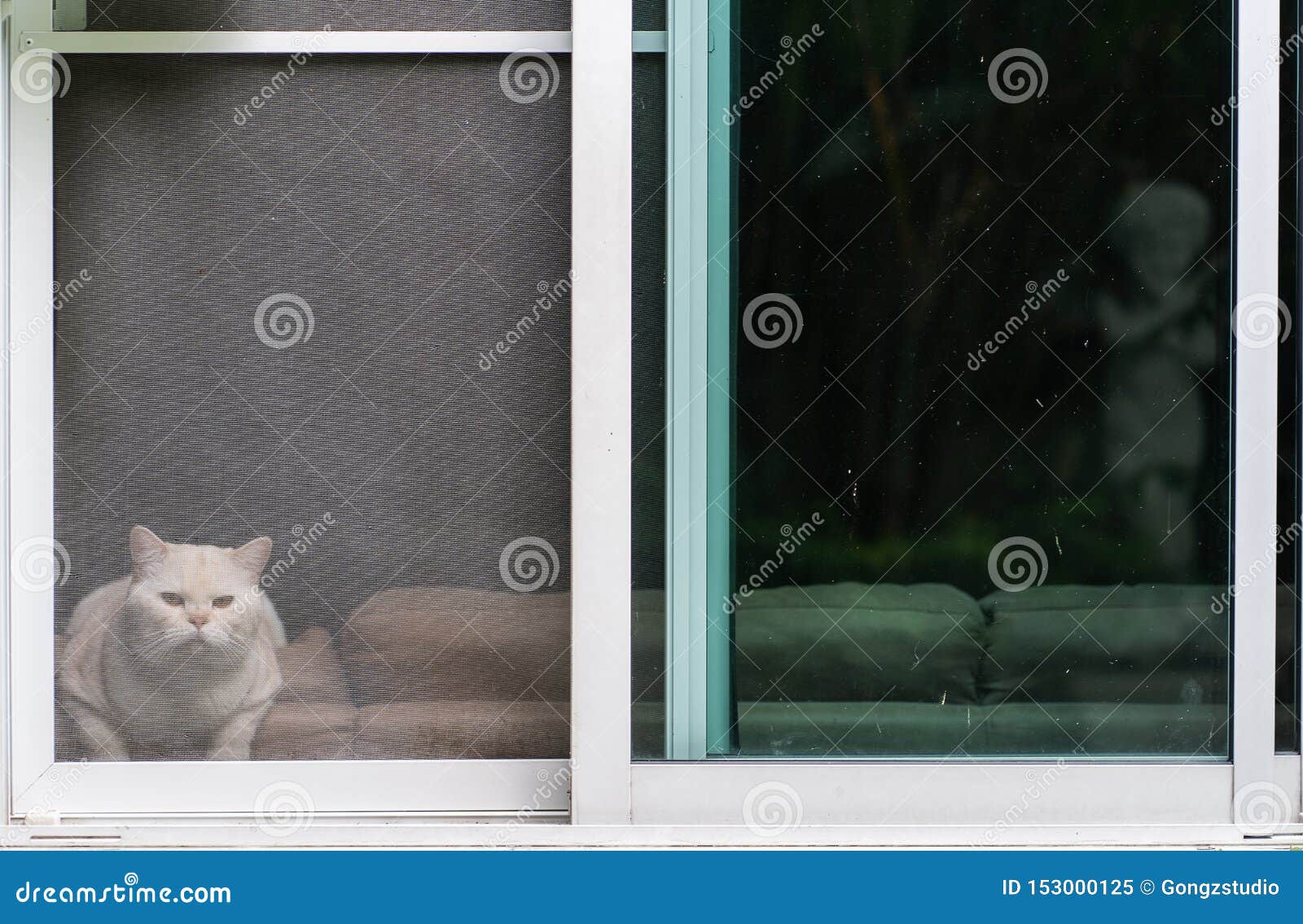 Cat Sitting Behind the Window Stock Image - Image of sill, room: 153000125