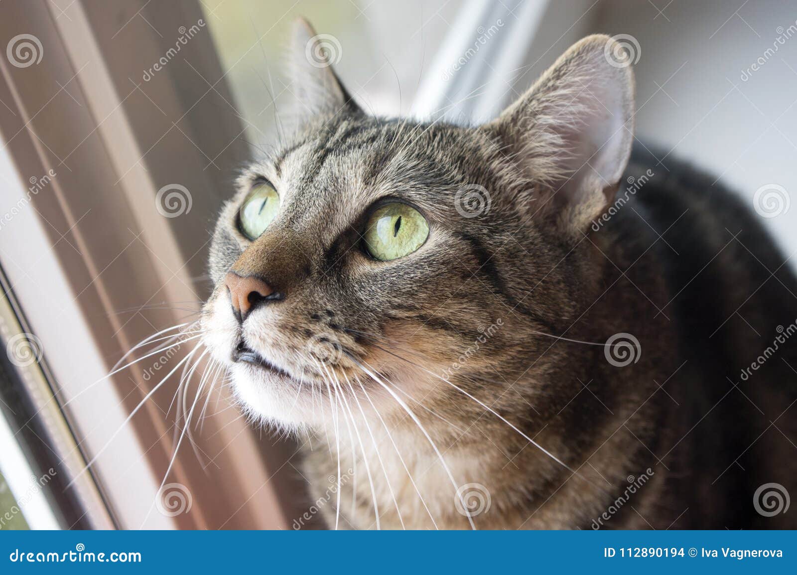 Cat Sitting on the Windowsill Stock Photo - Image of lazy, lying: 112890194