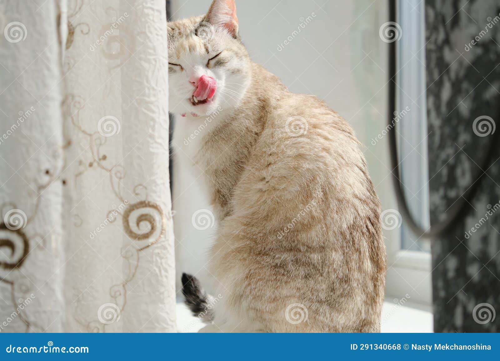 A Contented Coffee-colored Cat Stock Photo - Image of white, sitting ...