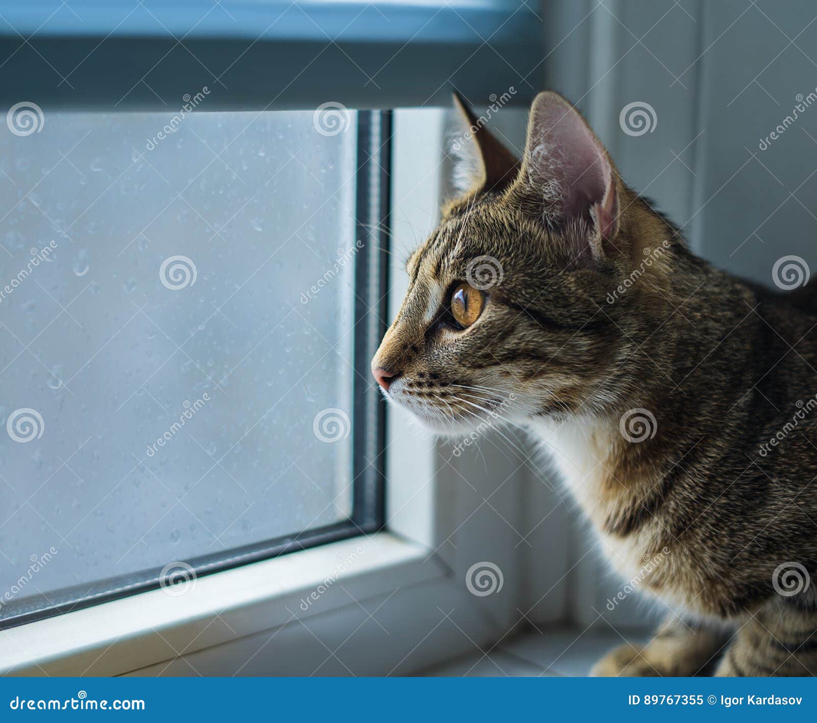 Cat Sitting on a Windowsill and Watching Rain Stock Image - Image of ...