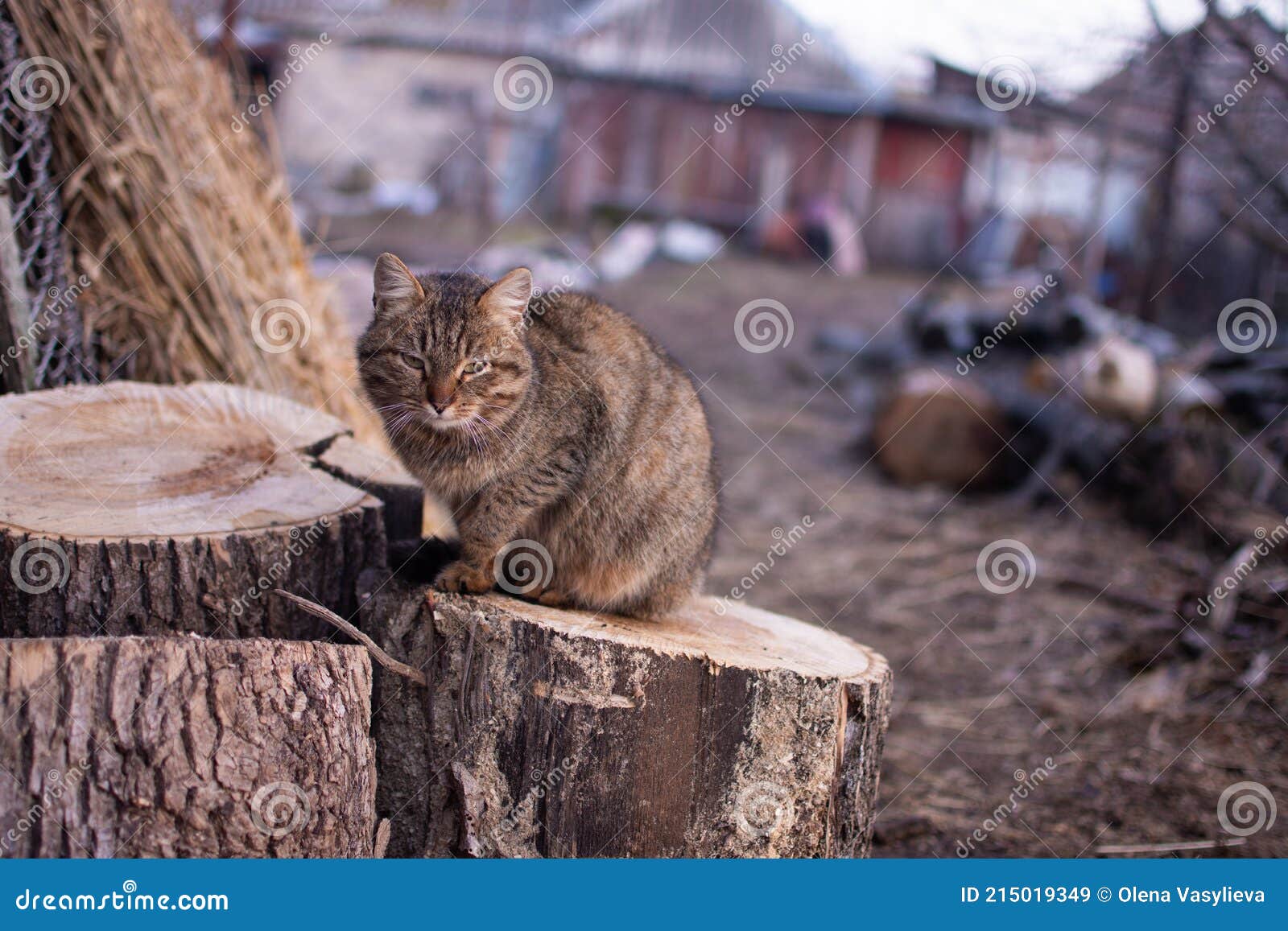 The Cat is Sitting on a Wooden Log. Stock Image - Image of satisfaction ...