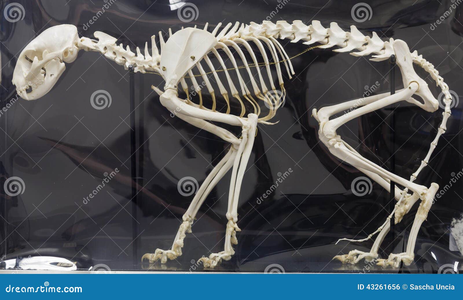 Cat Skeleton Anatomical Display Photo stock - Image du félin, contexte ...