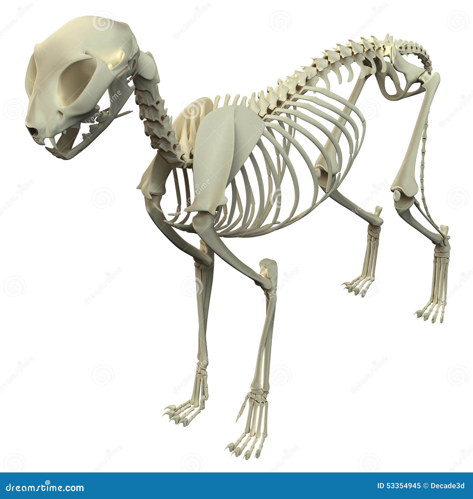 Cat Skeleton Anatomy - Anatomía De Cat Skeleton Stock de ilustración ...