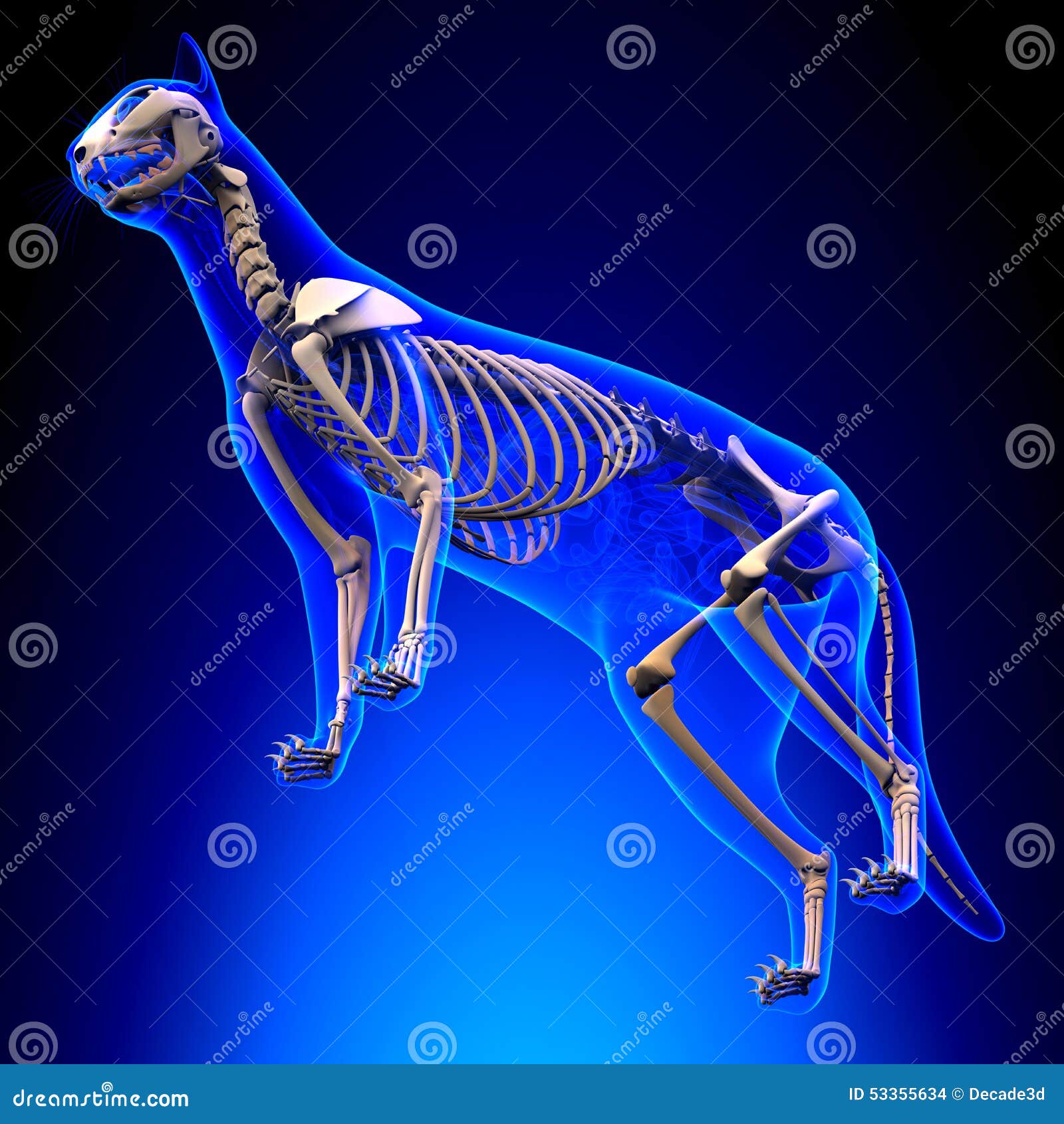 Cat Skeleton Anatomy - Anatomie Van Cat Skeleton - Perspectief V Stock ...