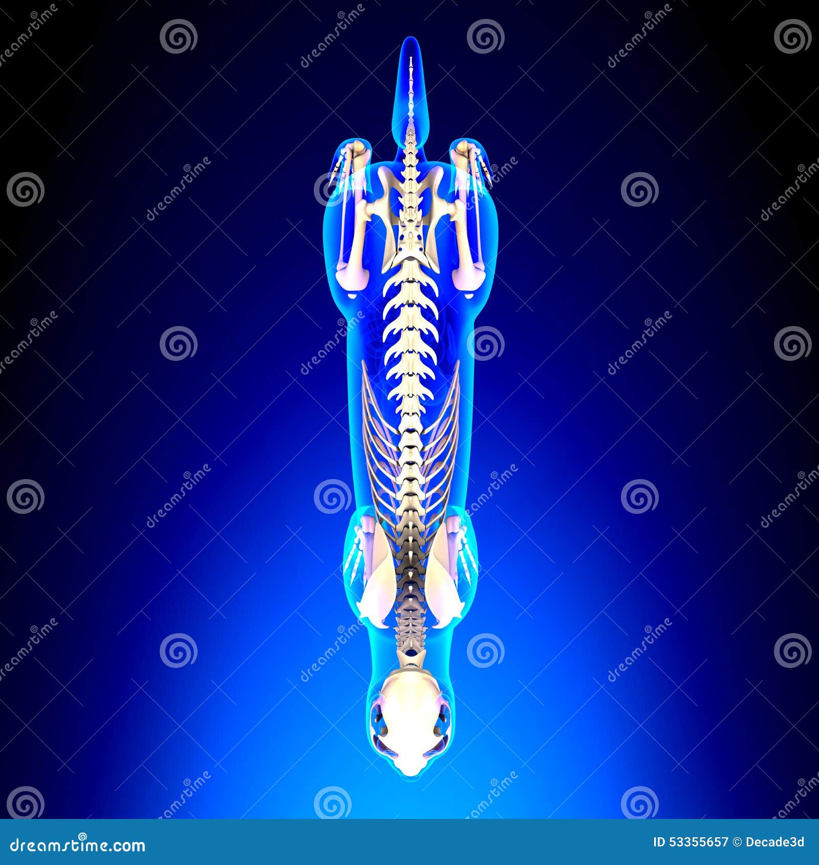 Cat Skeleton Anatomy - Anatomy of a Cat Skeleton - Top View Stock Image ...