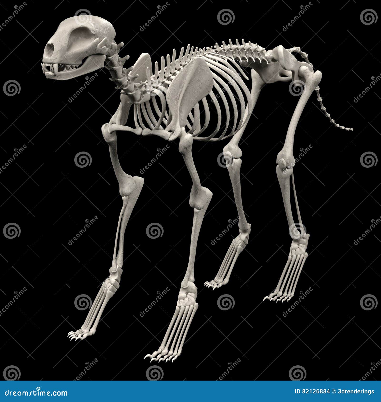 Cat skeleton stock illustration. Illustration of mammal - 82126884