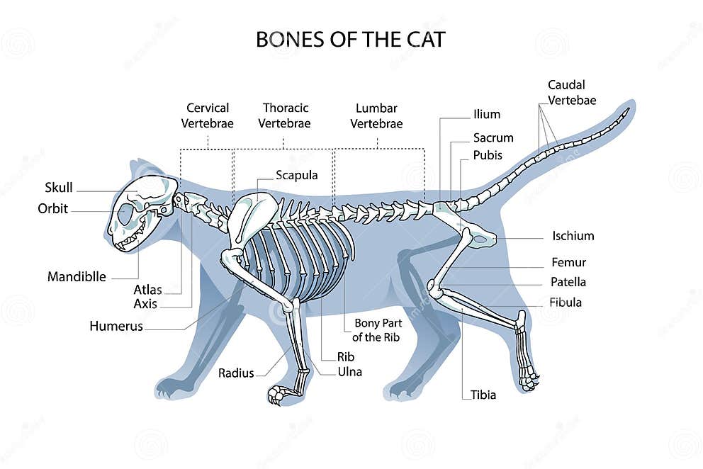 Cat Skeleton Veterinary Vector Illustration, Cat Osteology, Bones Stock Vector - Illustration of ...