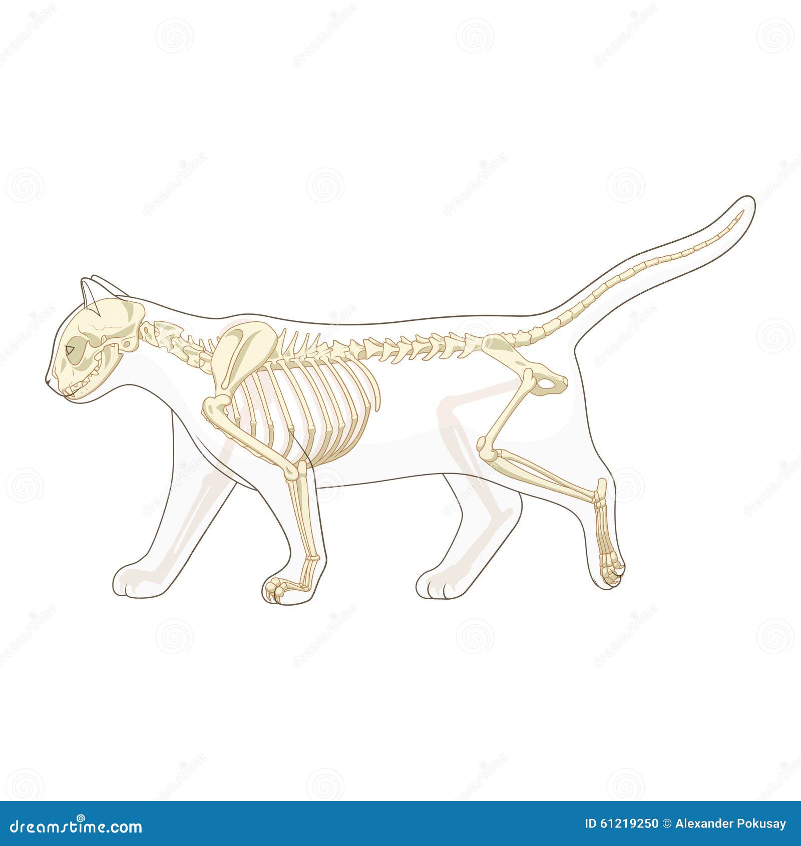 Cat Skeleton Veterinary Vector Illustration Stock Vector - Illustration ...