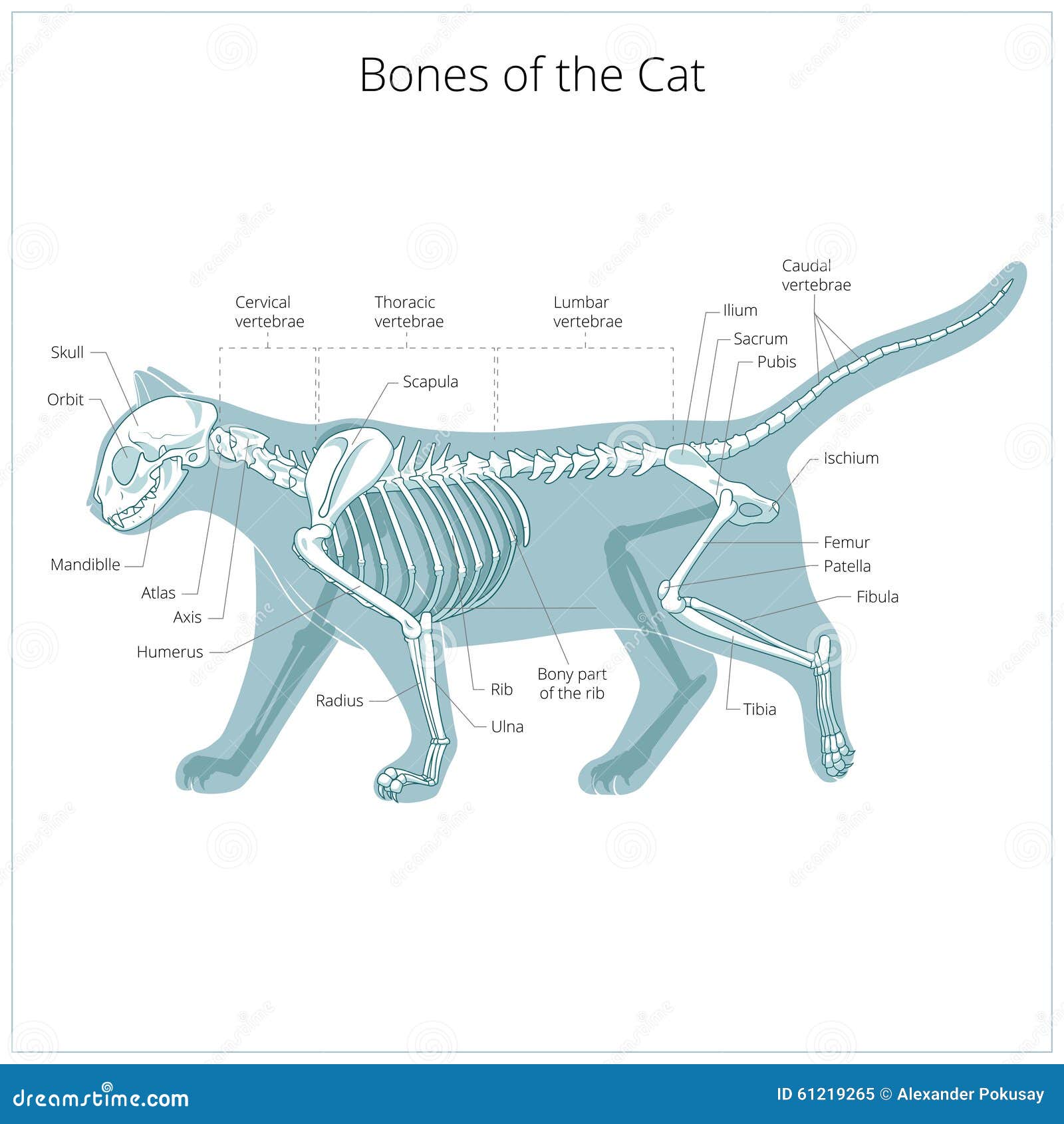Cat Skeleton Veterinary Vector Illustration Stock Vector - Illustration ...