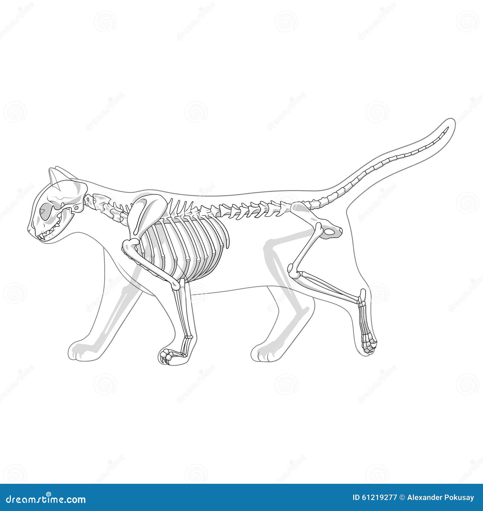 Cat Skeleton Veterinary Vector Illustration Stock Vector - Illustration ...