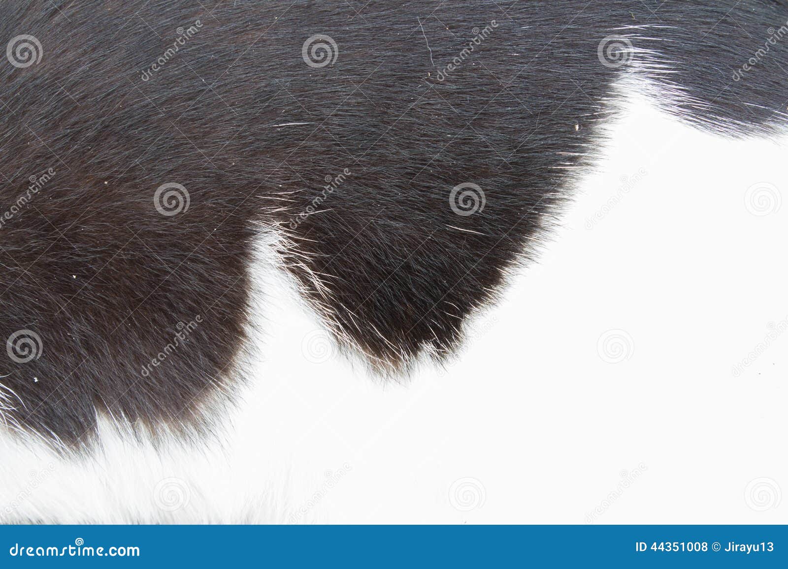 Cat skin stock photo. Image of hairy, nature, wool, backdrop - 44351008