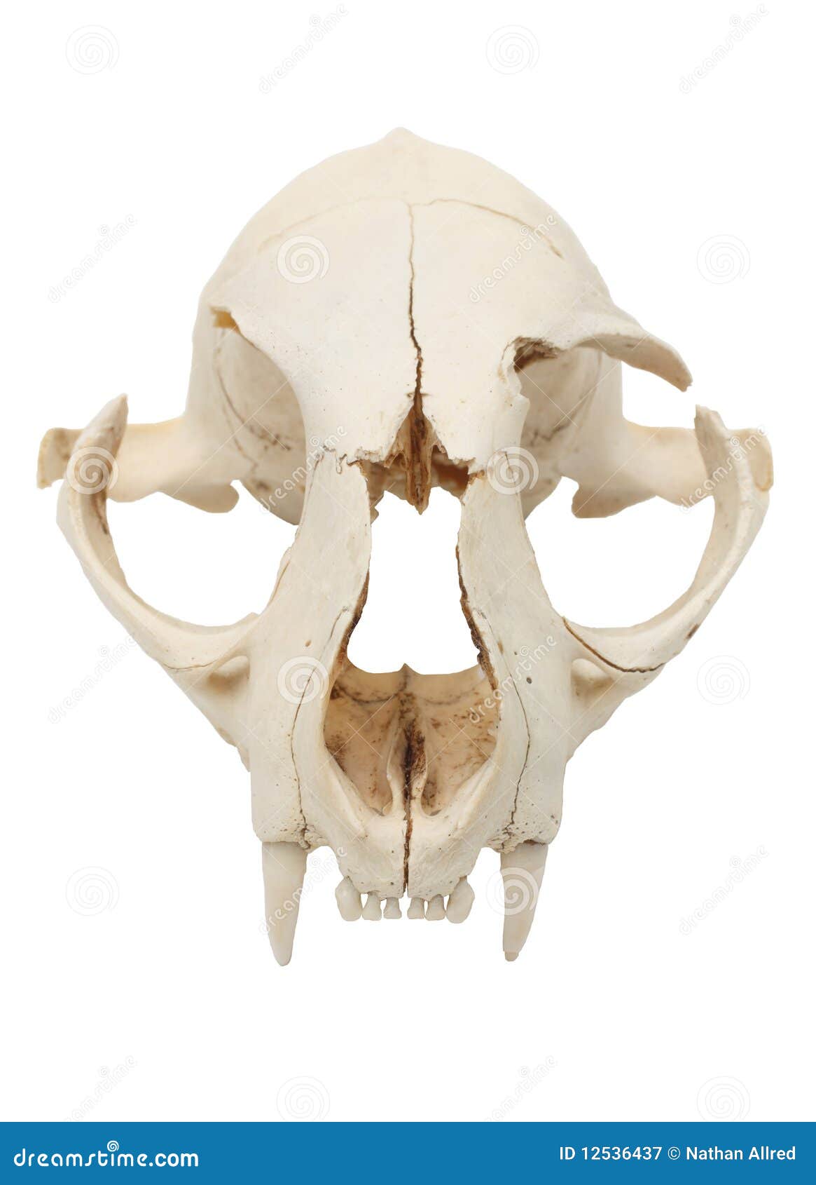 Cat skull stock image. Image of fragile, evolution, cycle - 12536437