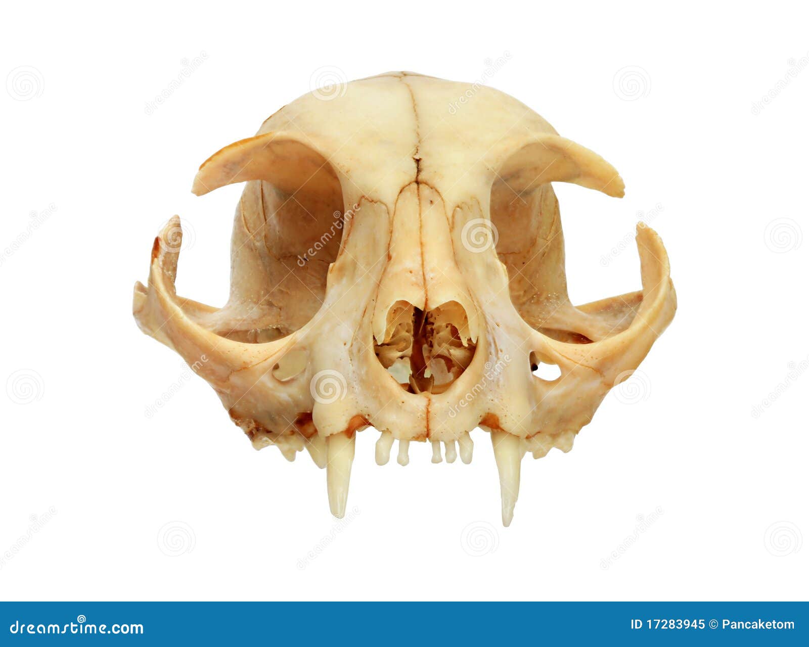 Cat skull front stock image. Image of dried, isolated - 17283945