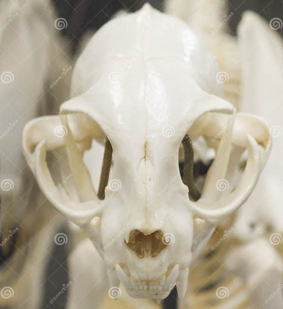 Cat Skull Front View stock image. Image of death, anatomical - 43261483
