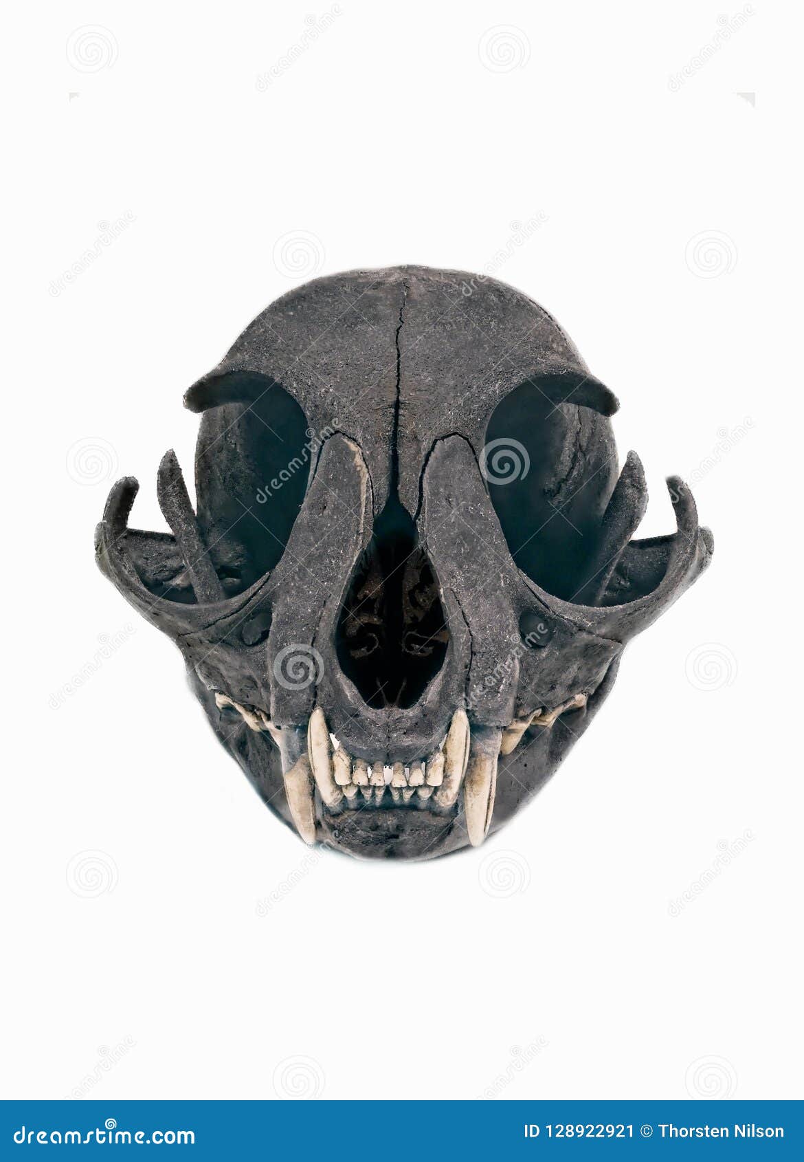 Cat Skull Grin Isolated on a White Background. Stock Image - Image of ...