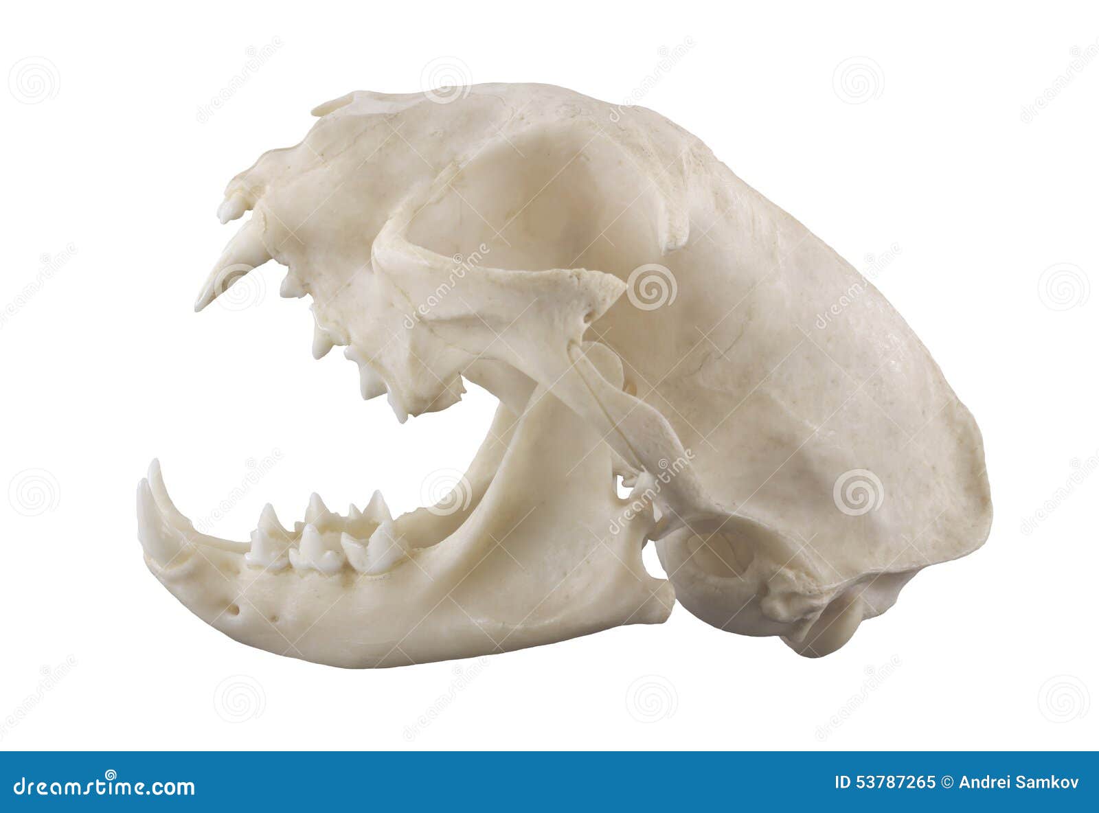 Cat Skull Isolated on a White Background Stock Image - Image of ...