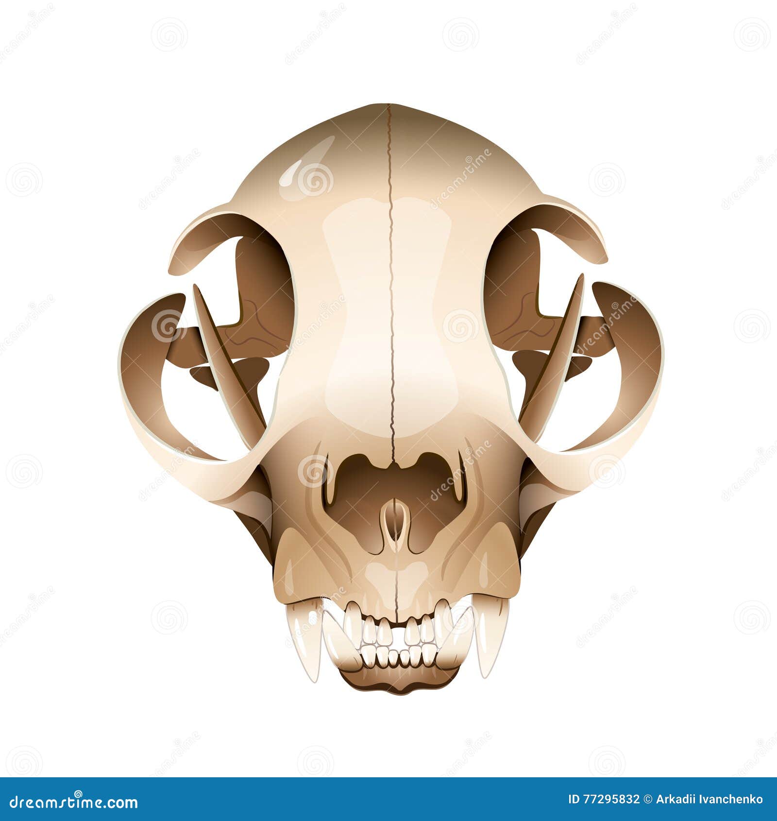Cat skull stock vector. Illustration of spooky, vector - 77295832