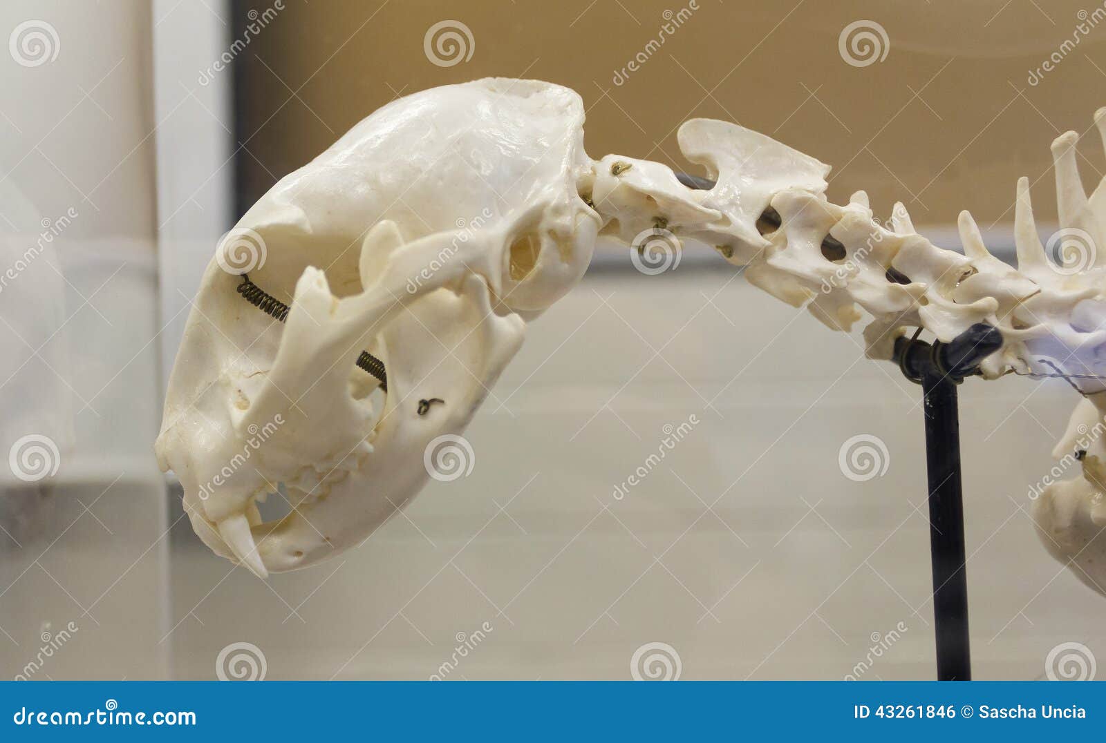 Cat Skull Side View stock photo. Image of common, profile - 43261846