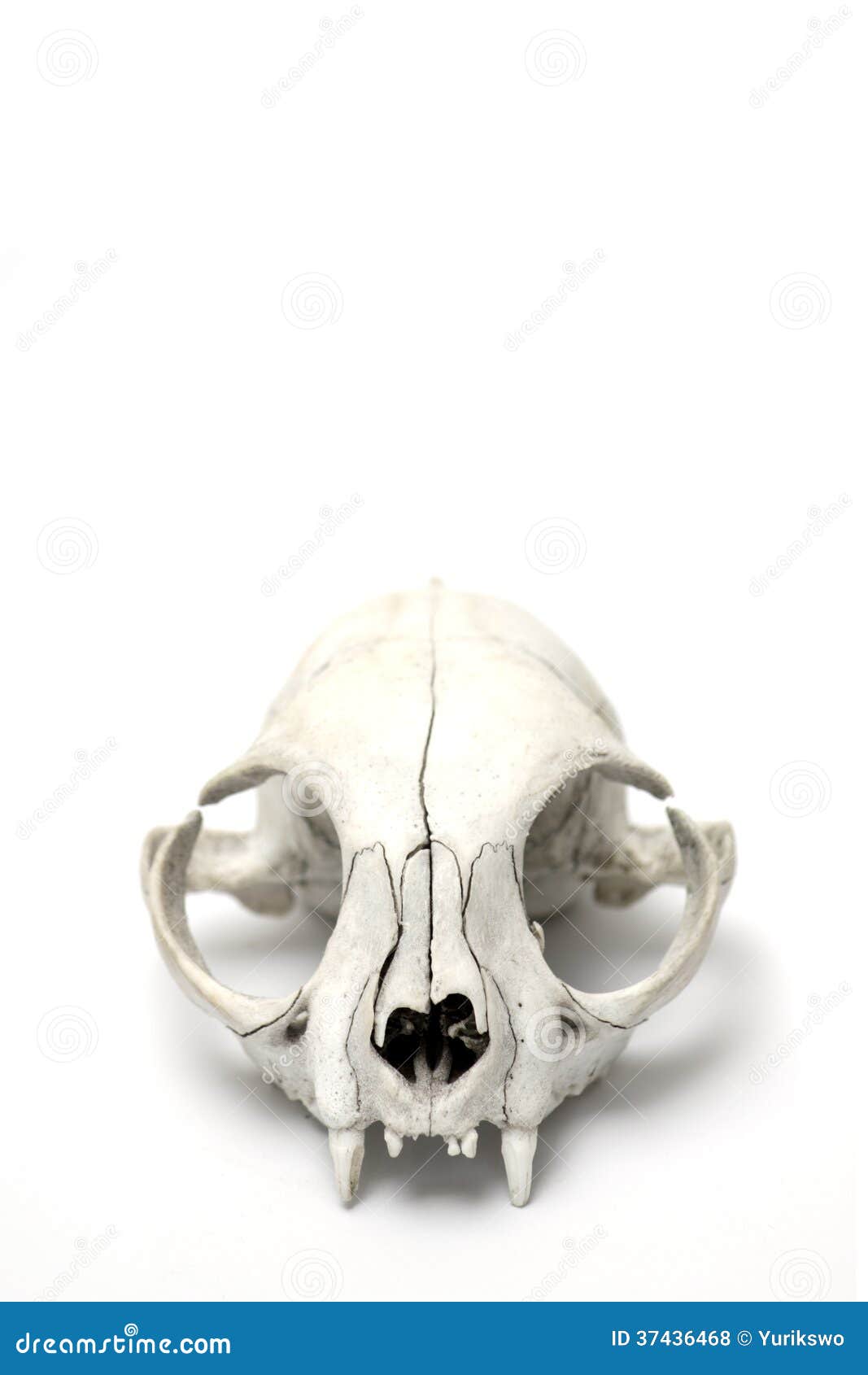 Cat skull stock photo. Image of anatomy, objectsequipment - 37436468