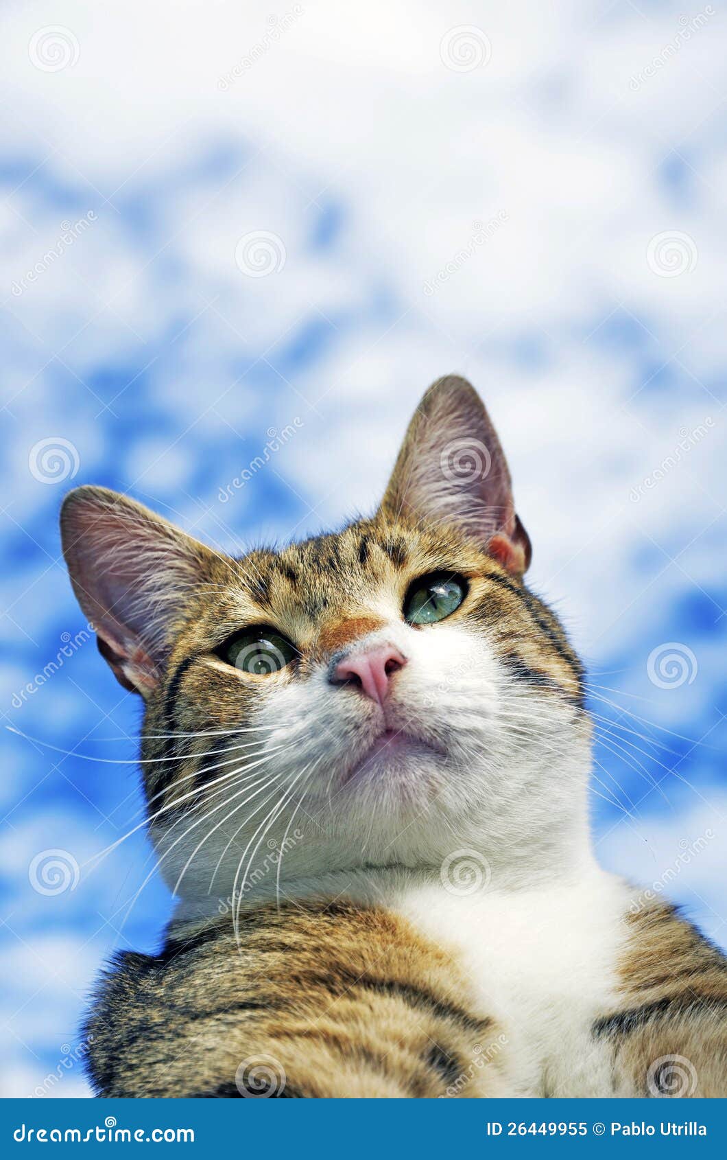 Cat with sky background stock image. Image of cute, camera - 26449955