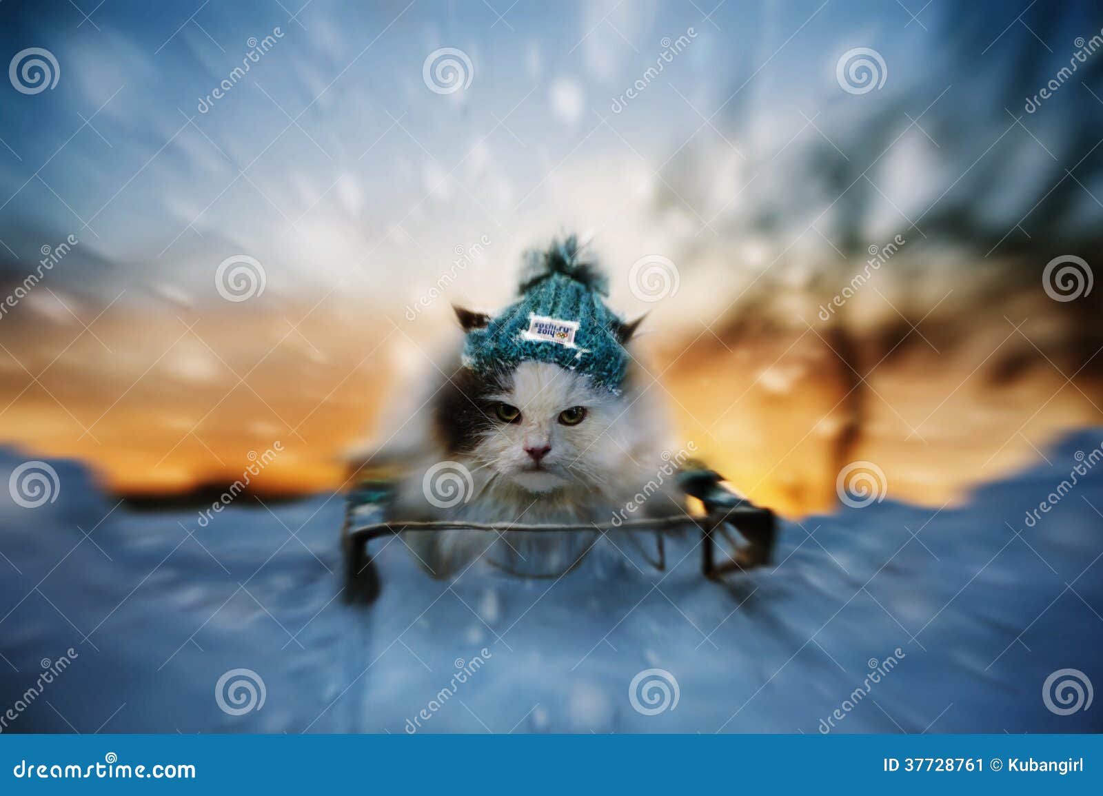 Cat sledding in winter stock image. Image of winter, animal - 37728761