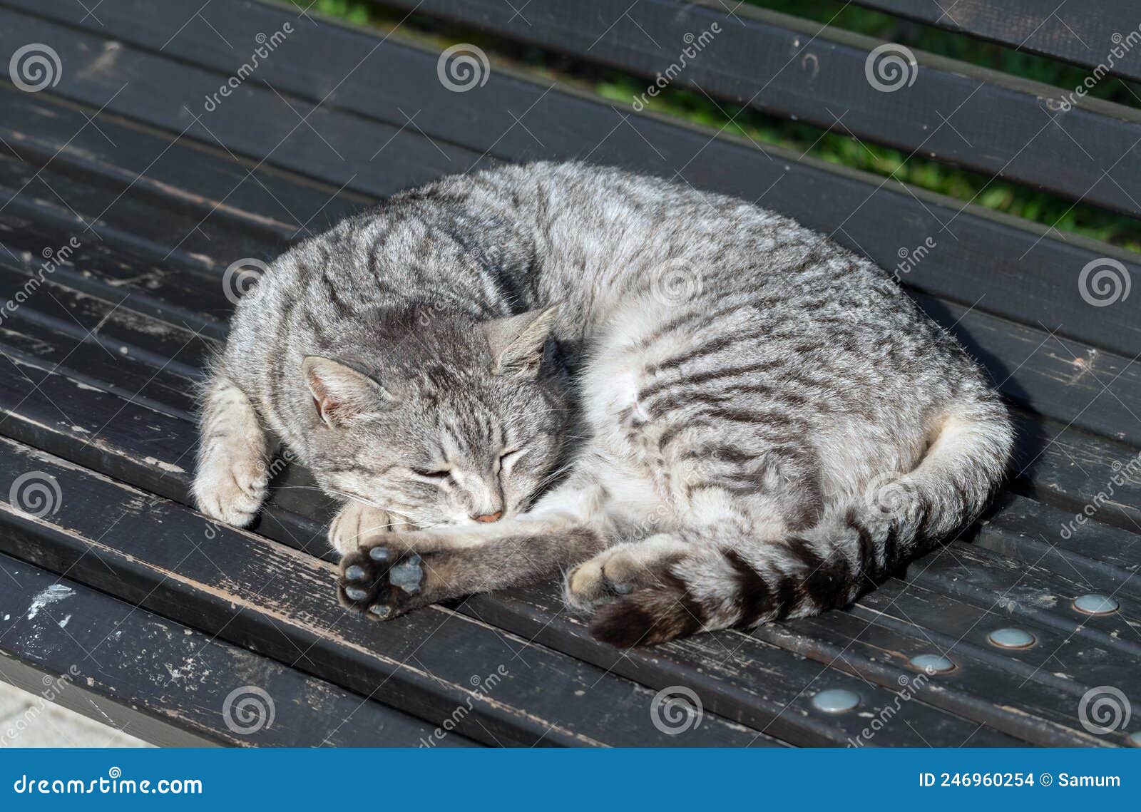 Cat sleep on a bench stock photo. Image of beautiful - 246960254