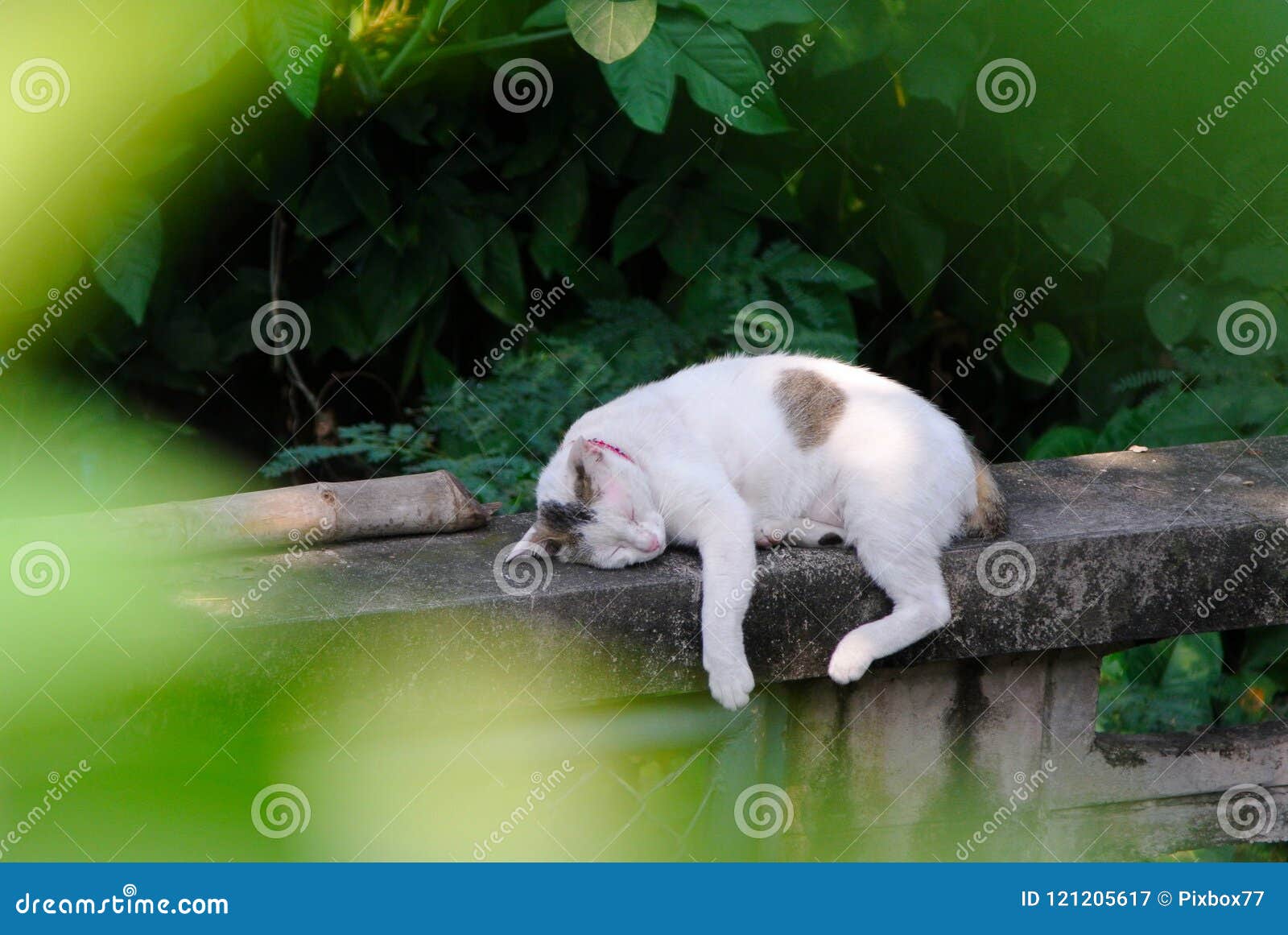 Cat Sleep on Fence with Leaf Foreground Stock Image - Image of focused ...