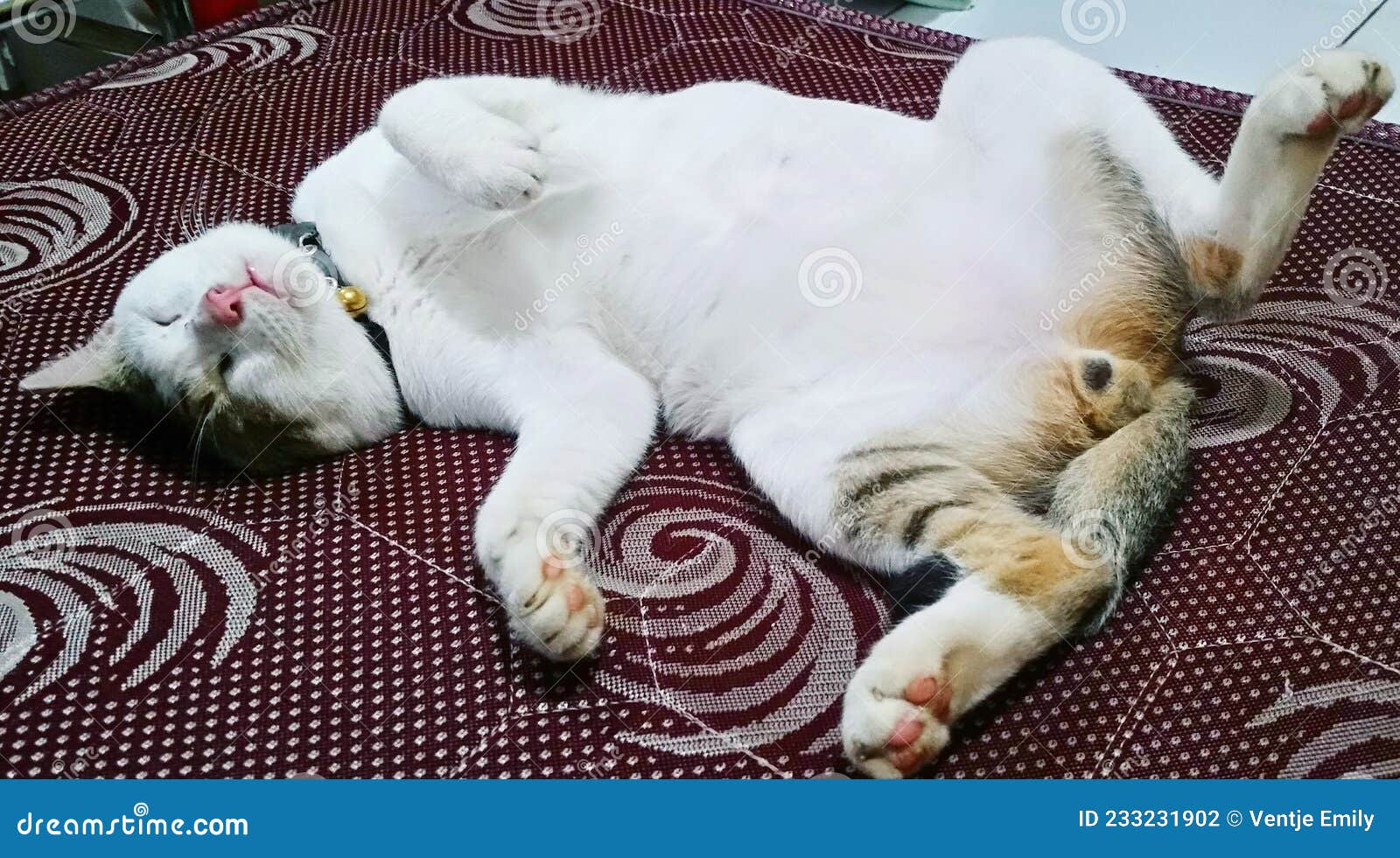 Cat sleep on his back stock photo. Image of kitten, white - 233231902