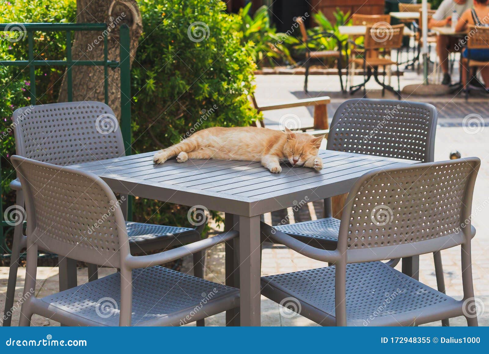 Cat Sleep Outside on a Caffes Table Stock Image - Image of ginger, cafe ...