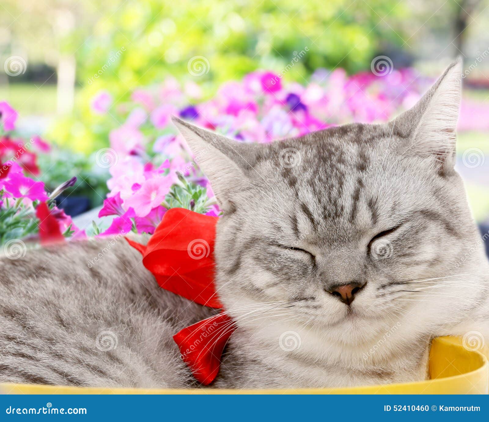 Cat sleep in paper box stock photo. Image of domestic - 52410460