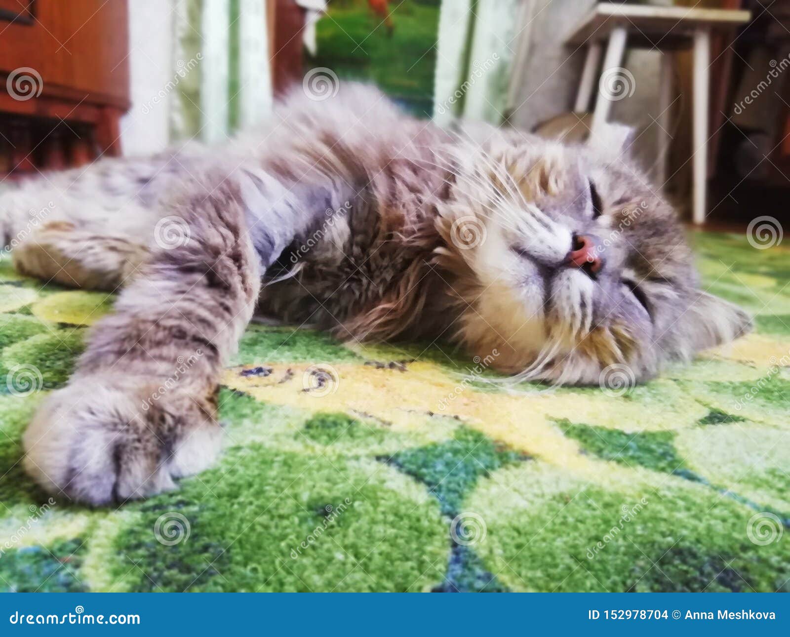 Cat sleep editorial stock image. Image of sleep, relax - 152978704