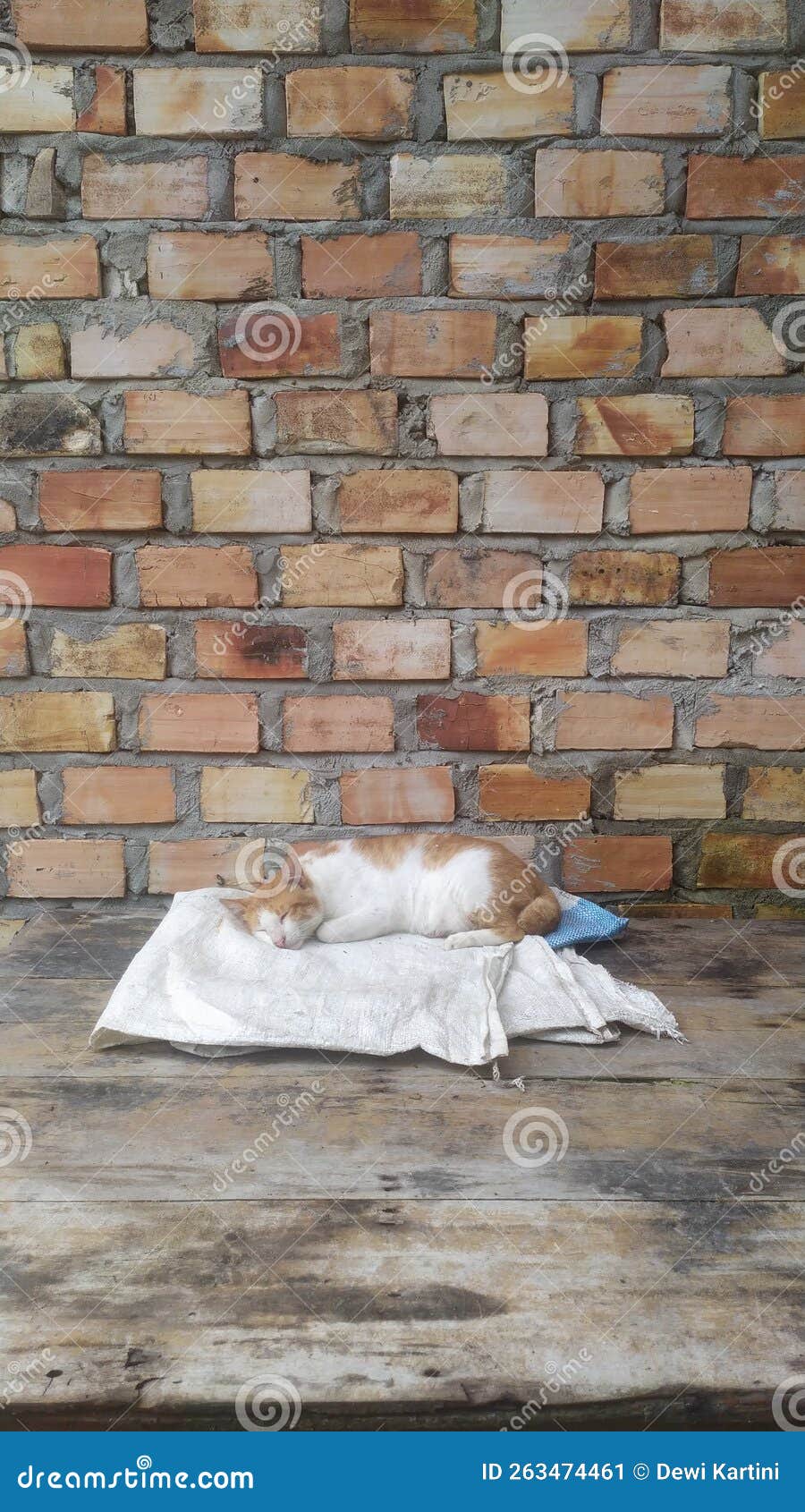 Cat sleep on the sack stock image. Image of sleep, animal - 263474461
