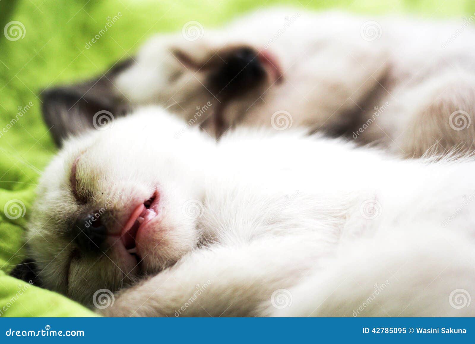 Cat sleep stock image. Image of pretty, cute, twin, sleep - 42785095