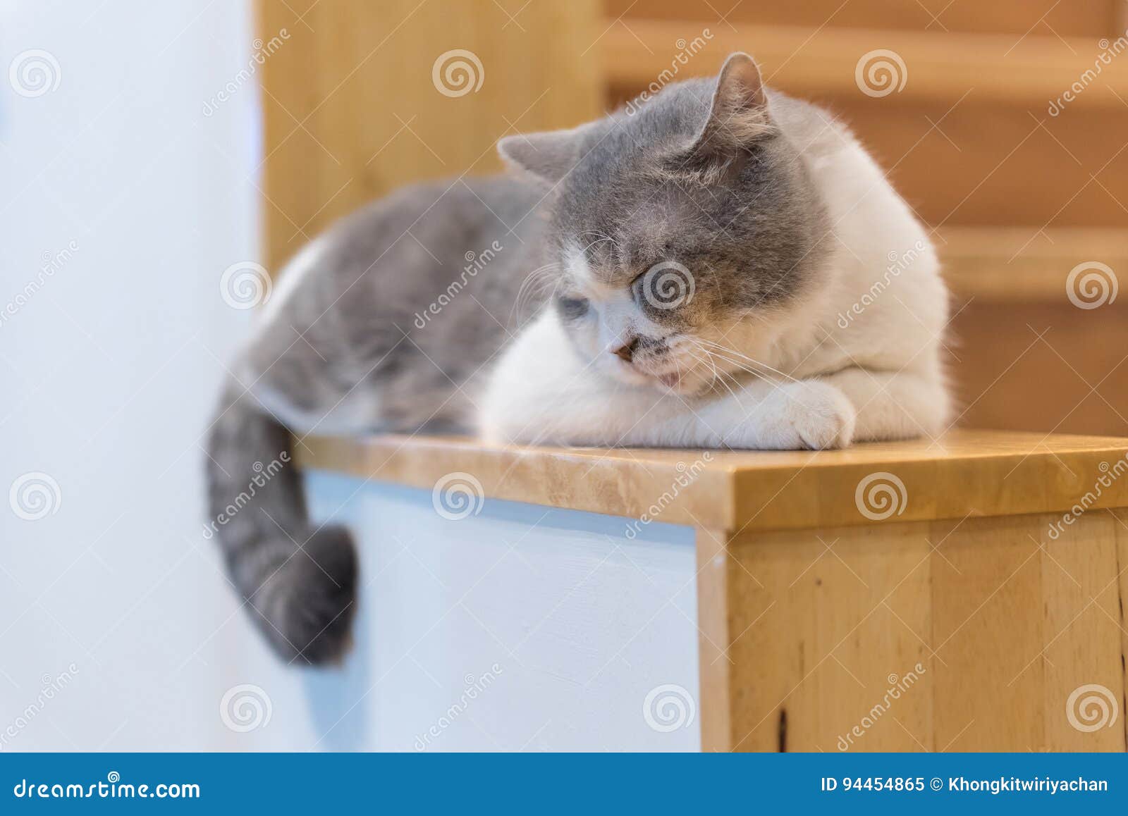 Cat sleep on stair stock image. Image of full, adorable - 94454865