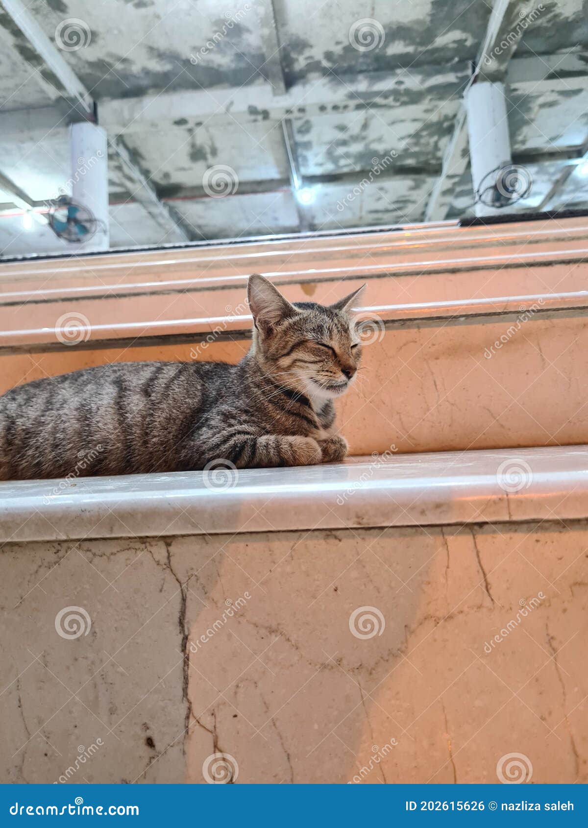 Cat sleep in stair photo stock photo. Image of black - 202615626