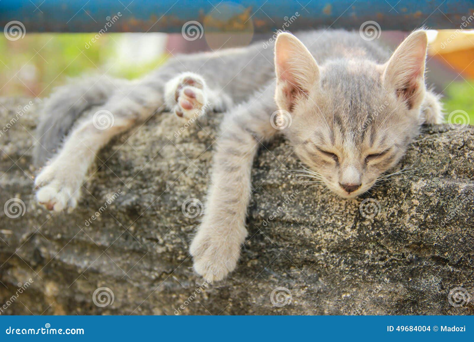 Cat Sleep stock photo. Image of sleep, stone, ears, soft - 49684004