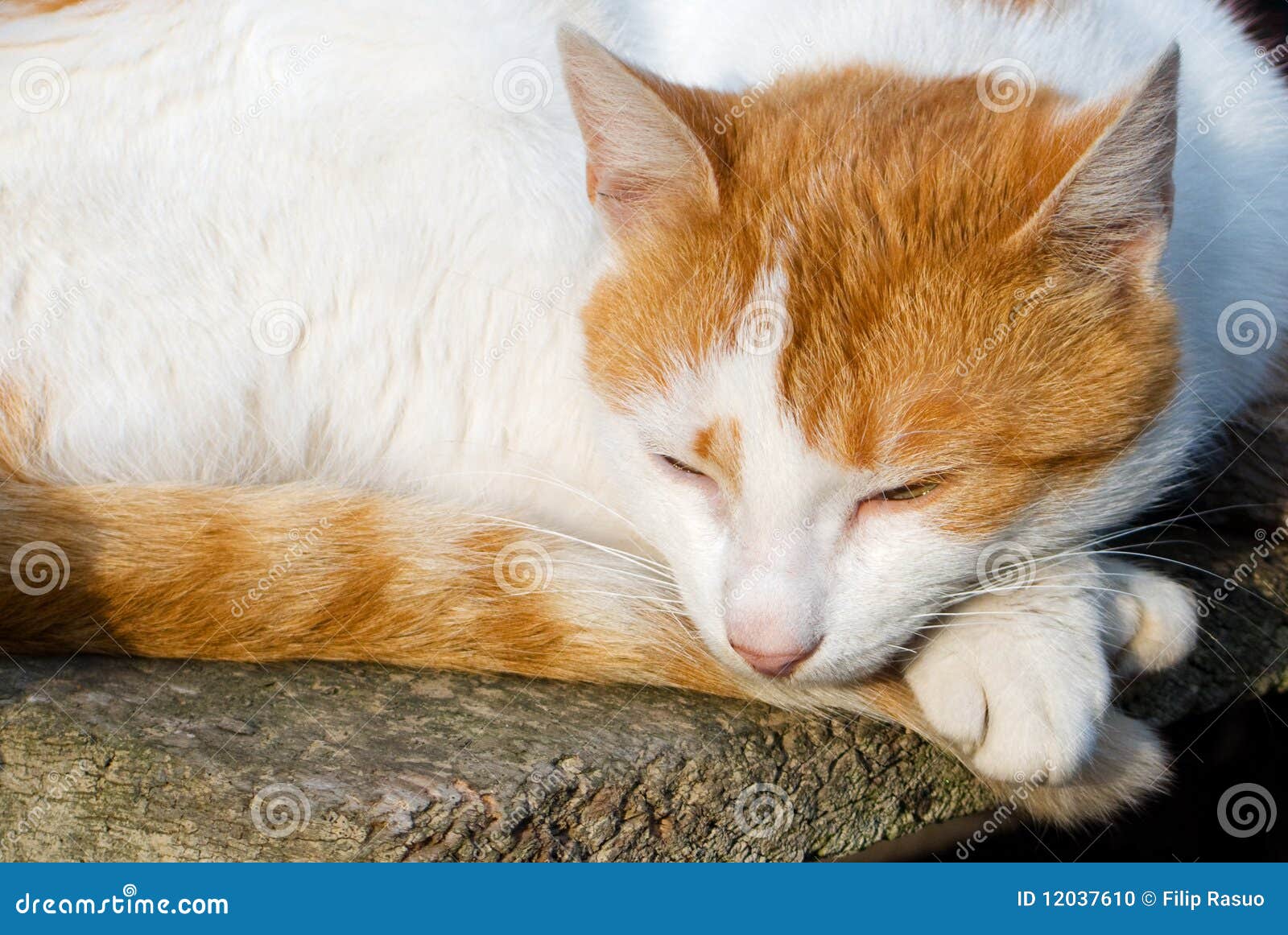 Cat sleeping stock photo. Image of plank, rest, dreams - 12037610