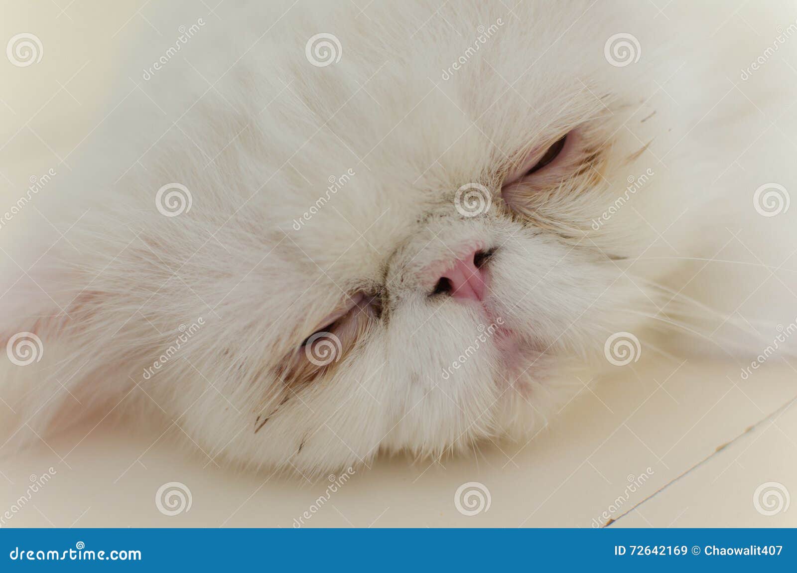 Cat Sleeping image stock. Image du animal, yeux, domestique - 72642169
