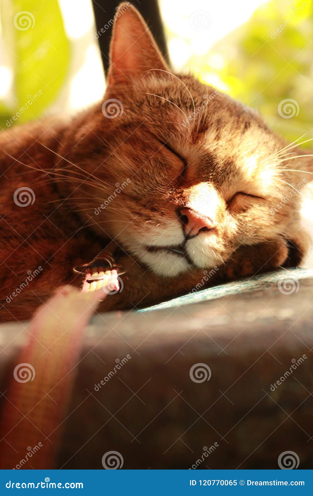Cat sleeping stock image. Image of spotlight, young - 120770065