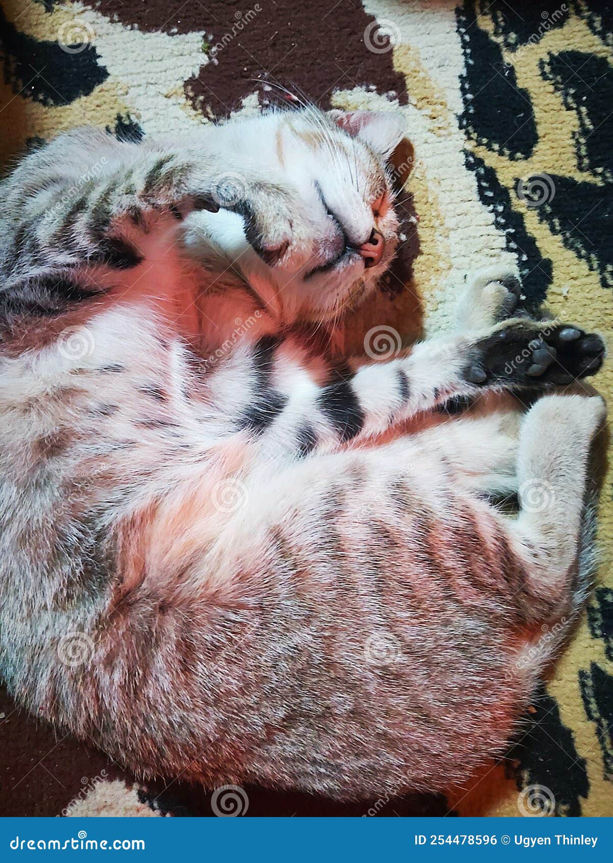 Cat Sleeping As she is Dead Stock Photo - Image of sleeping, head ...