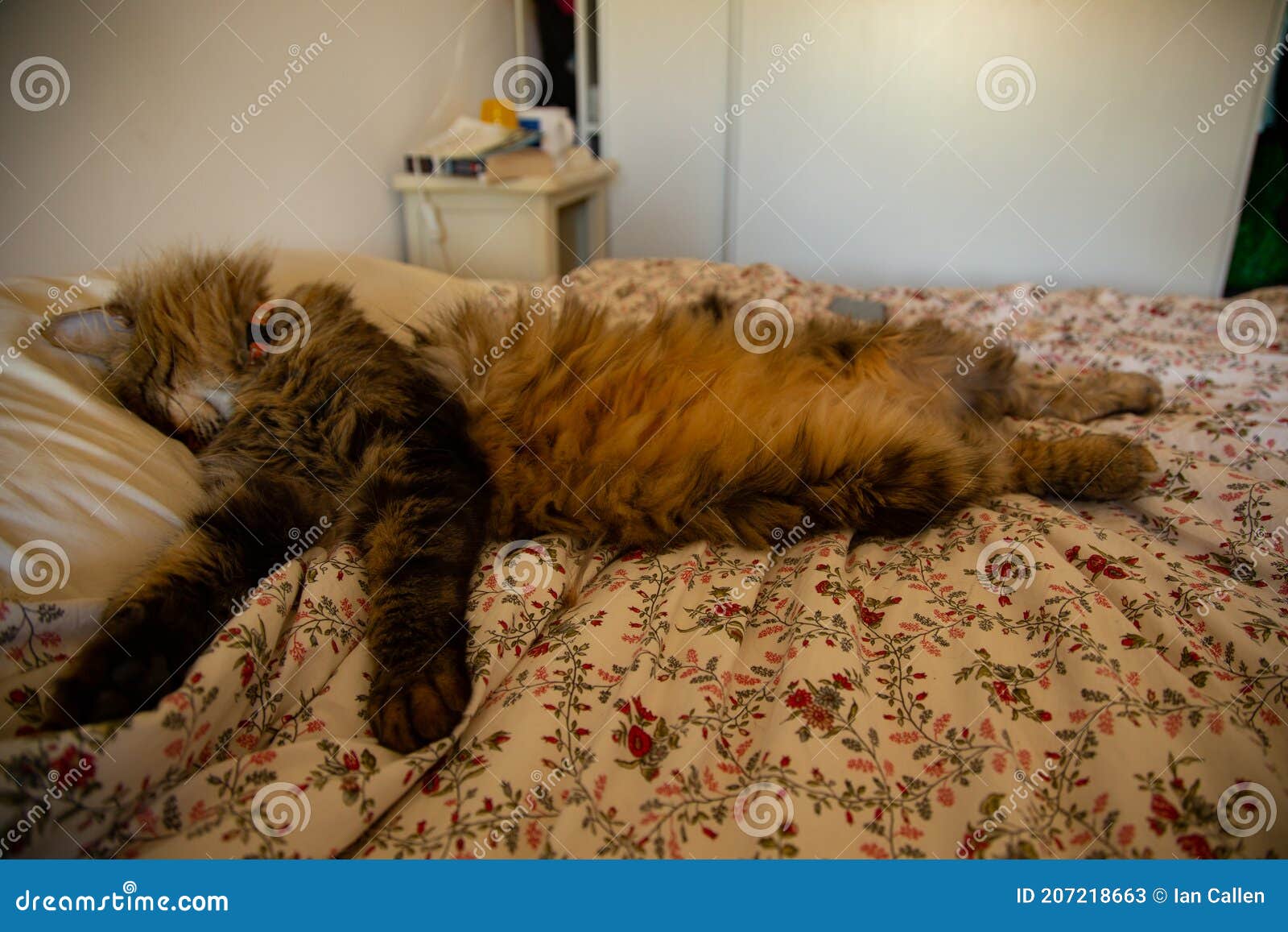 Awkward Fat Cat Stock Photos - Free & Royalty-Free Stock Photos from ...