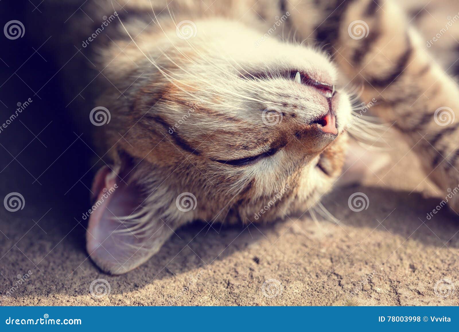 Cat sleeping on the back stock photo. Image of nature - 78003998