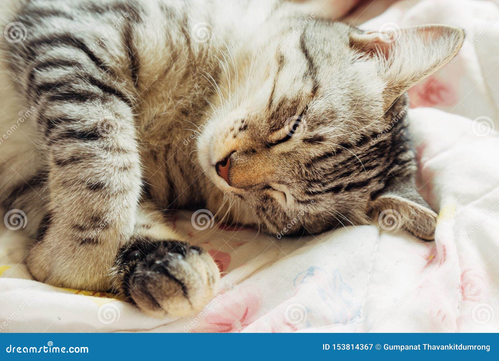 American Shot Hair Cat Sleeping on Cat Bed with Warm Sunlight in the ...