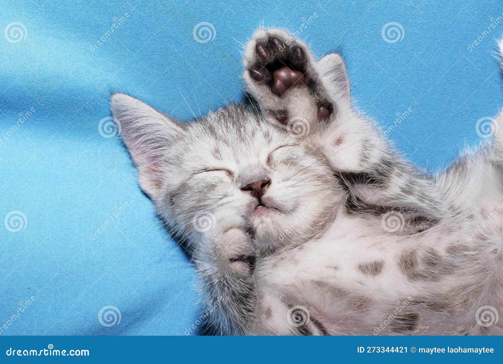 Cat is Sleeping on the Bed. Stock Image - Image of kitten, sleeping ...
