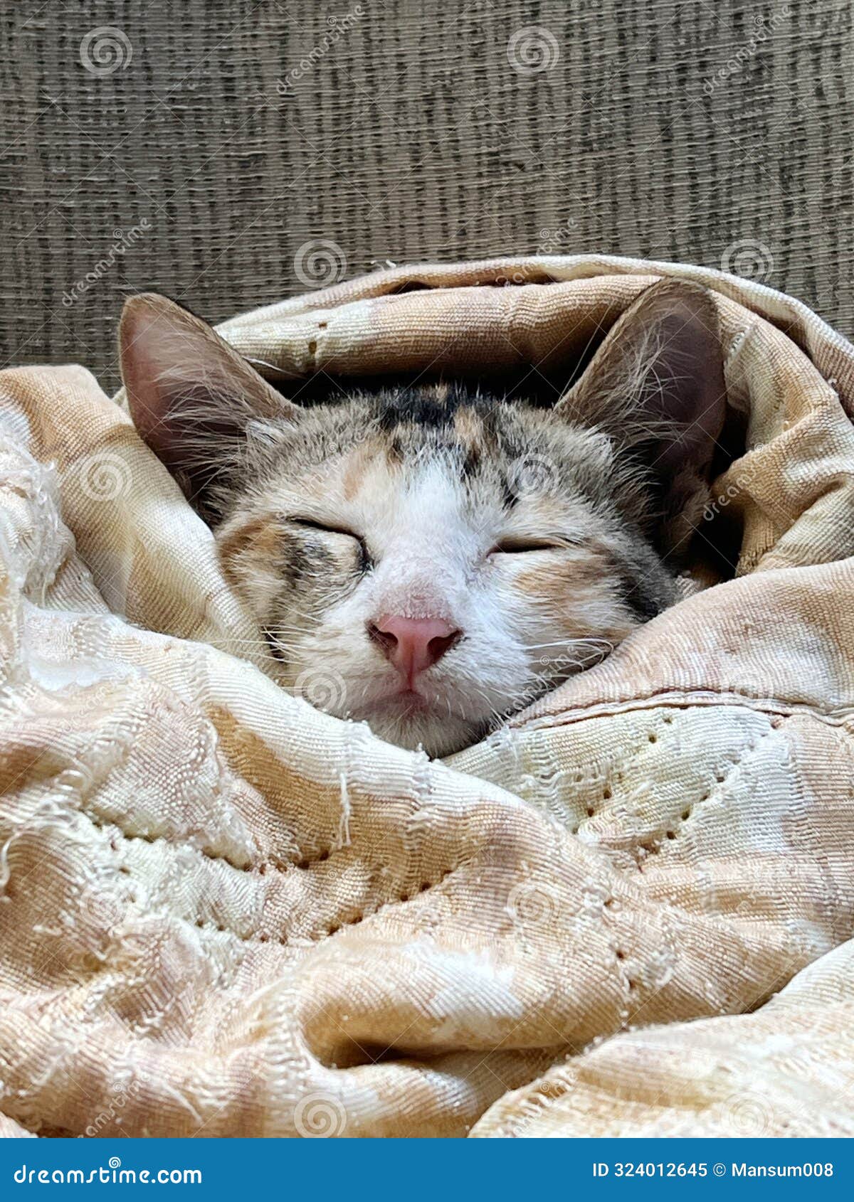 Cat sleeping on the bed stock image. Image of mammal - 324012645