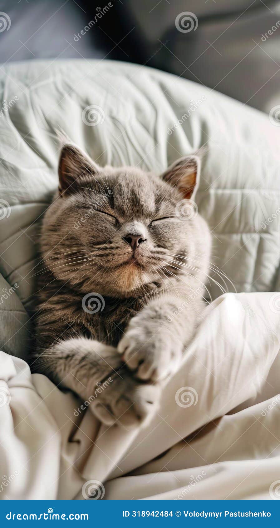 A Cat Sleeping in Bed with White Sheets Stock Photo - Image of small ...