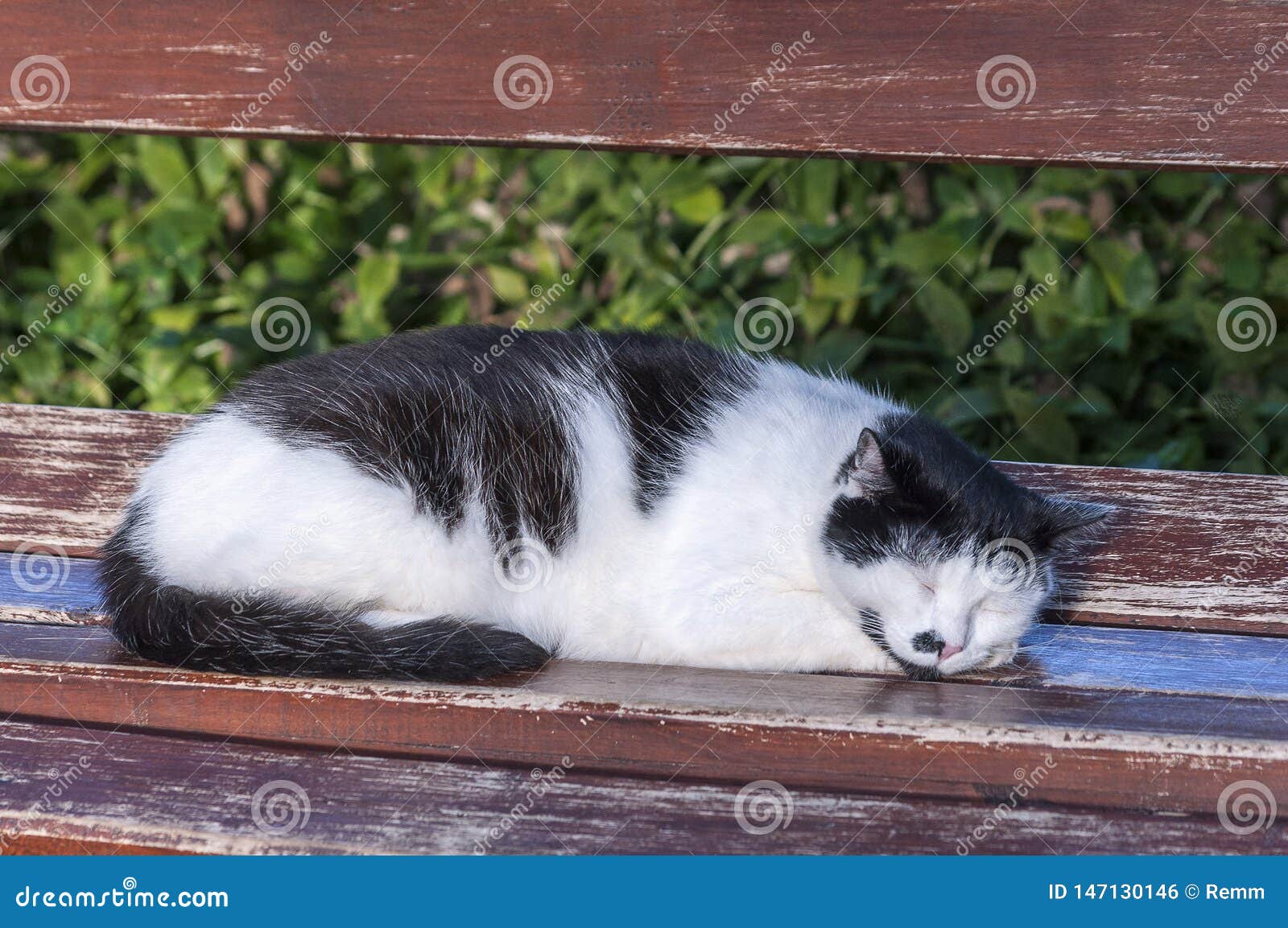 Cat sleeping on the bench stock photo. Image of relax - 147130146