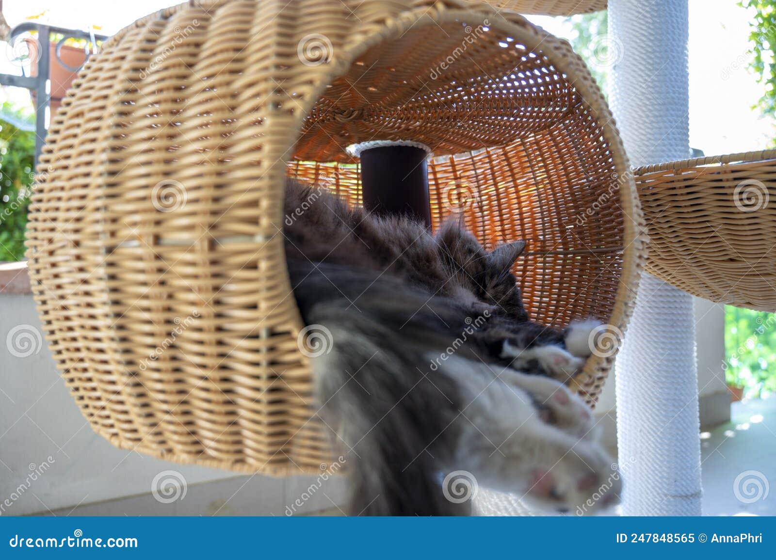 Cat Sleeping in a Big Scratching Tower Stock Image - Image of game ...