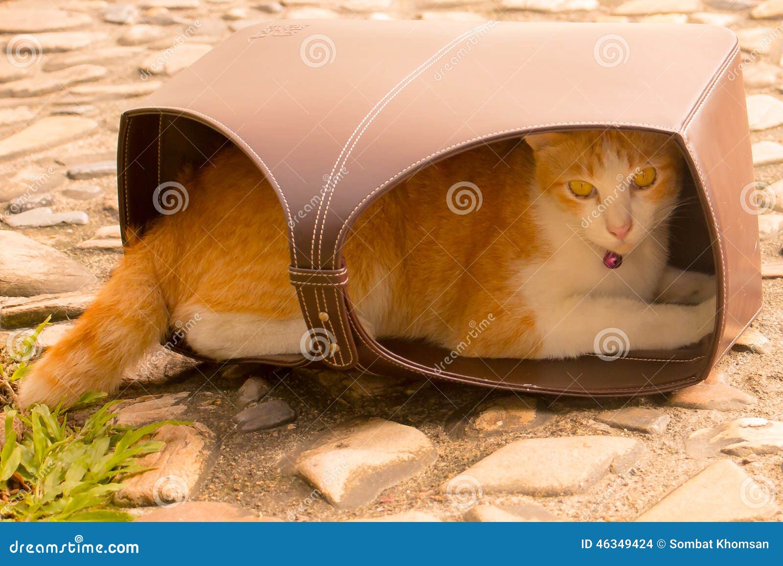 Cat Sleeping in a box stock photo. Image of sleeping - 46349424